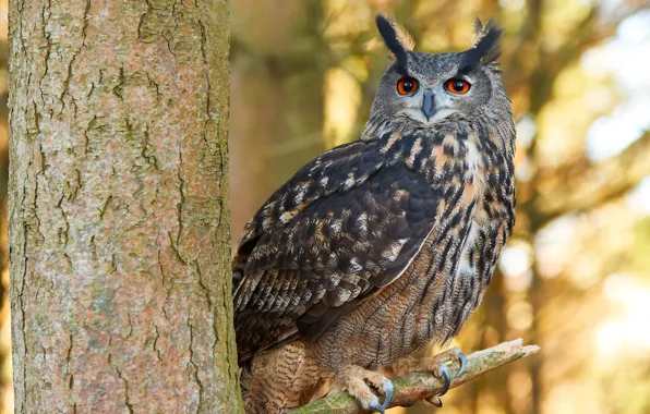Wallpaper look, nature, background, owl, bird, blur, animals, nature ...