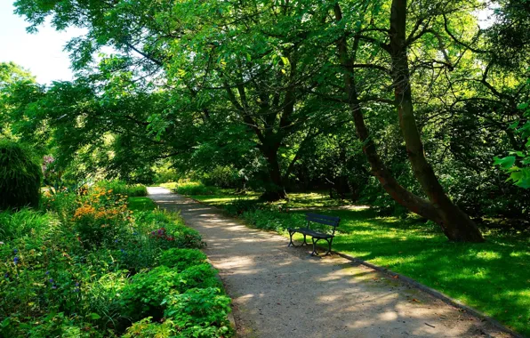 Wallpaper road, park, tree for mobile and desktop, section природа ...