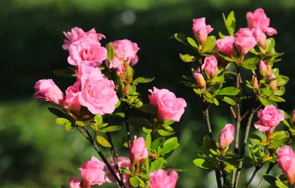Wallpaper flower, blooming, azalea for mobile and desktop, section ...