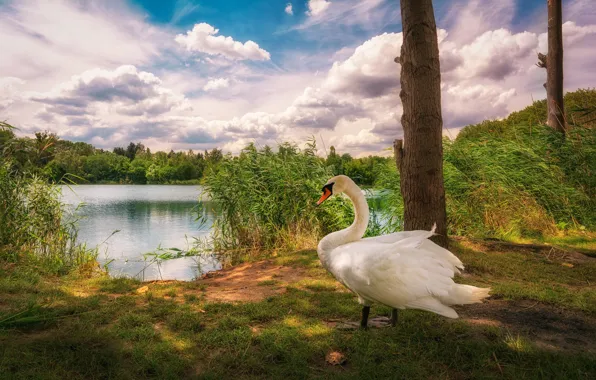 Wallpaper clouds, lake, bird, reed, Swan images for desktop, section ...