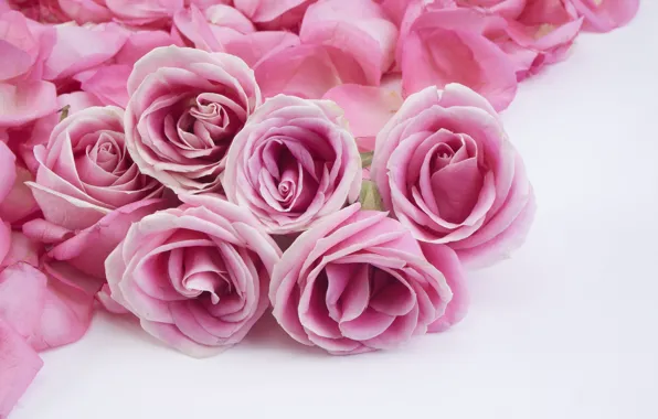 Wallpaper white, background, petals, pink, buds, roses for mobile and ...