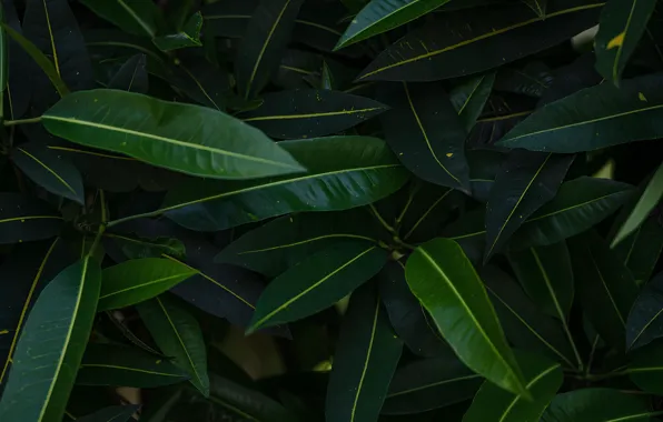 Wallpaper leaves, green, plant, ficus for mobile and desktop, section ...
