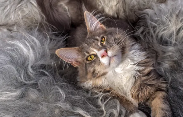 Wallpaper cat, cat, Maine Coon for mobile and desktop, section кошки ...