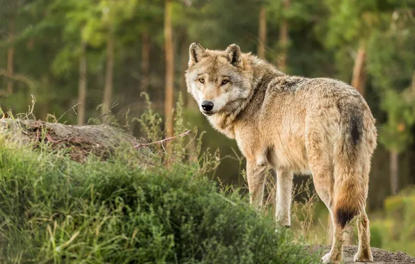 Wallpaper forest, grass, look, nature, pose, grey, wolf, hill for ...