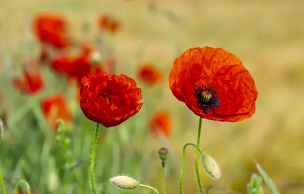 Download wallpaper field, summer, flowers, nature, background, Mac ...
