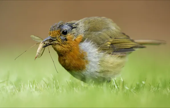 Download wallpaper grass, bird, eating, section animals in resolution ...