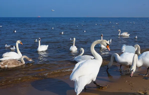 Wallpaper beach, swan, sea, ocean, water for mobile and desktop ...