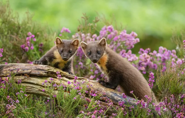 Wallpaper log, a couple, Heather, marten for mobile and desktop ...