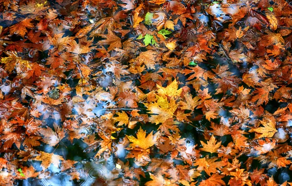 Wallpaper autumn, leaves, water for mobile and desktop, section природа ...
