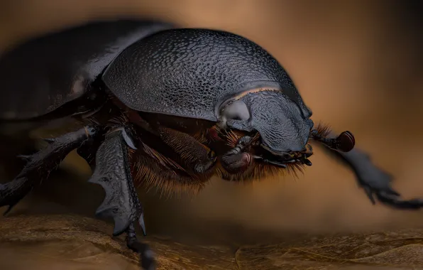 Wallpaper macro, insect, Oryctes sp for mobile and desktop, section ...