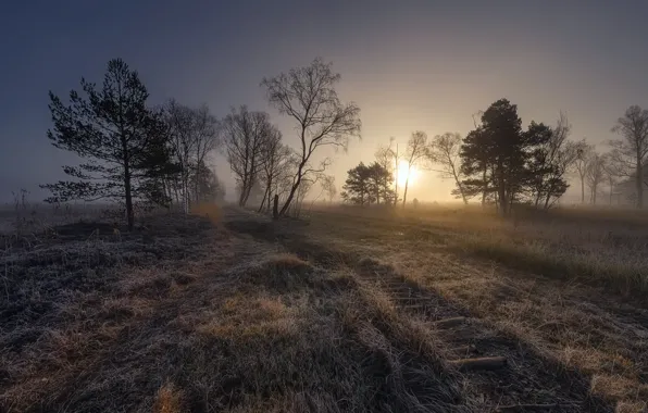 Download wallpaper field, nature, morning, section nature in resolution ...