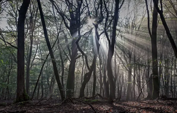 Wallpaper forest, light, spring, shadows, the sun's rays images for ...
