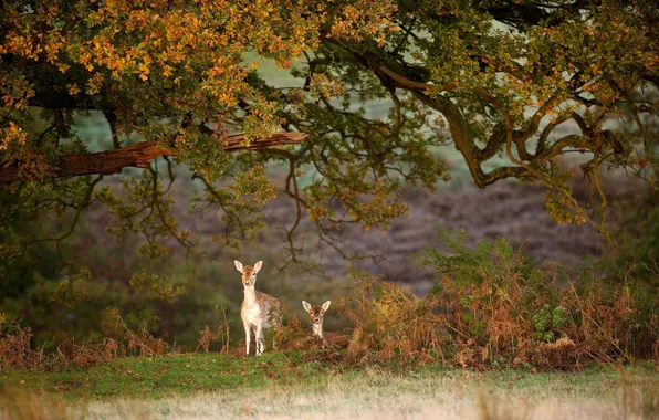 Wallpaper forest, nature, deer, red, forest, fawn, nature, animal for ...