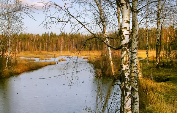 Wallpaper ice, autumn, forest, the sky, trees, river, stream, birch for ...