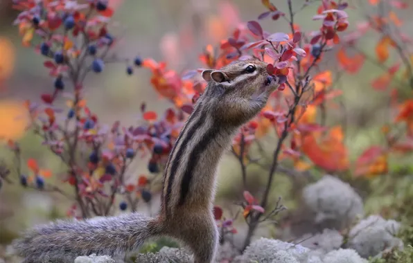 Download wallpaper autumn, nature, berries, moss, Chipmunk, animal ...