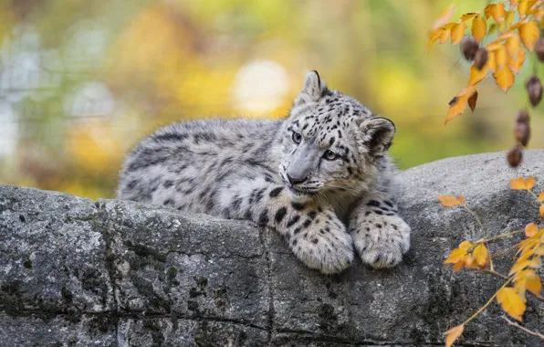 Wallpaper nature, pose, lies, snow leopard, cub for mobile and desktop ...