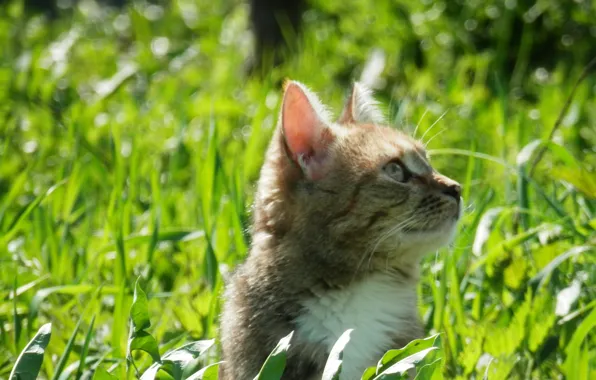 Wallpaper greens, cat, grass, spring, may, cat, spring for mobile and ...