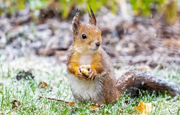 Download wallpaper nature, background, protein, section animals in ...