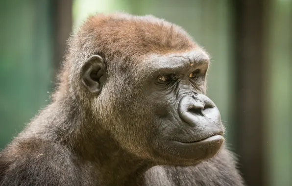 Wallpaper look, nature, monkey for mobile and desktop, section животные ...