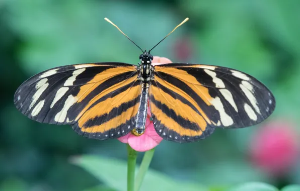 Wallpaper background, butterfly, color, coloring for mobile and desktop ...