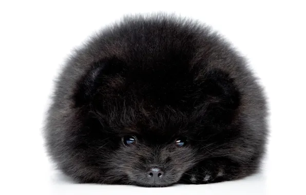 Download wallpaper ball, dog, black fluff, section dog in resolution ...