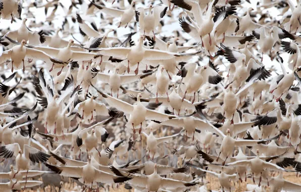 Download wallpaper birds, nature, pack, Crowded Skies, section animals ...