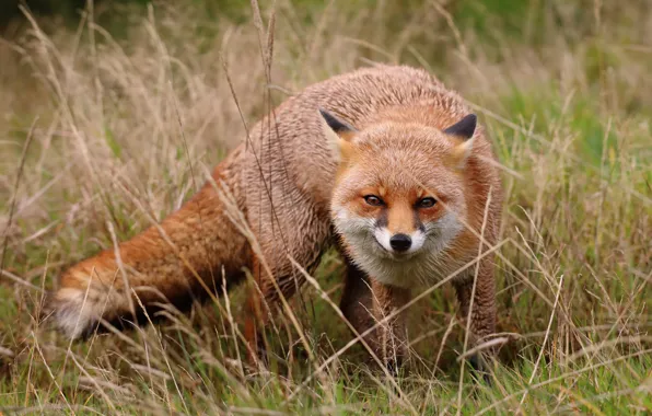 Download wallpaper grass, look, face, pose, glade, Fox, red, section ...