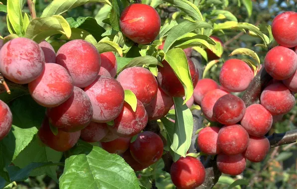 Wallpaper summer, garden, August, drain for mobile and desktop, section ...