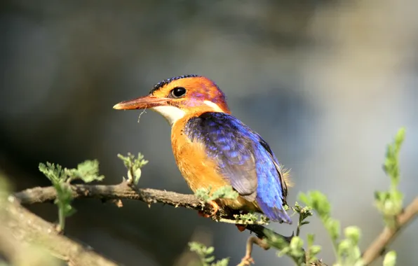 Wallpaper nature, bird, branch, beak images for desktop, section ...