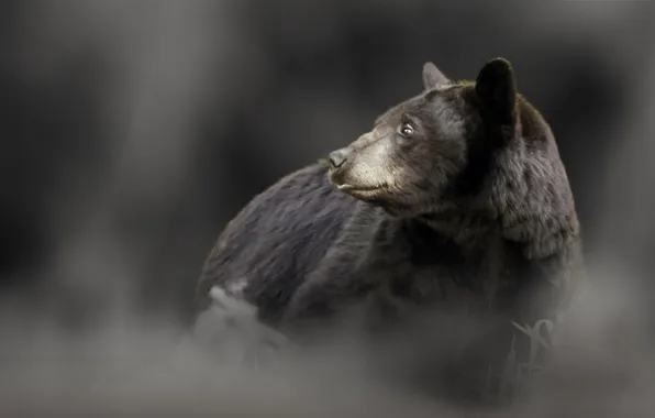 Wallpaper bear, baribal, black bear for mobile and desktop, section ...