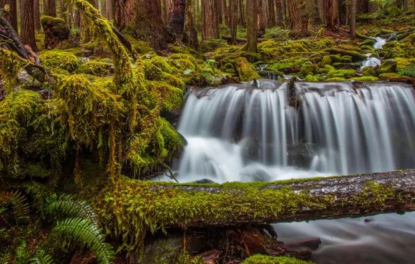 Download wallpaper forest, waterfall, moss, log, section landscapes in ...