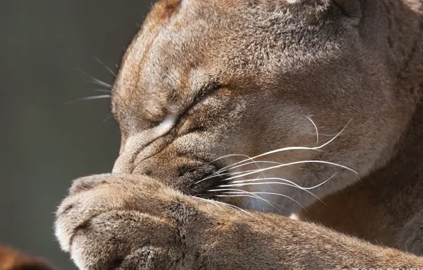 Wallpaper predator, puma, feline for mobile and desktop, section кошки ...