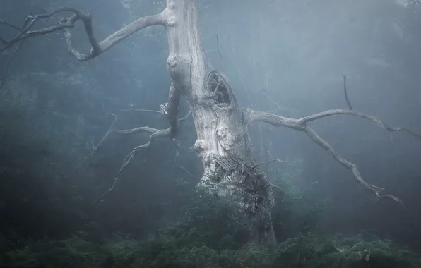 Wallpaper forest, trees, branches, fog for mobile and desktop, section ...