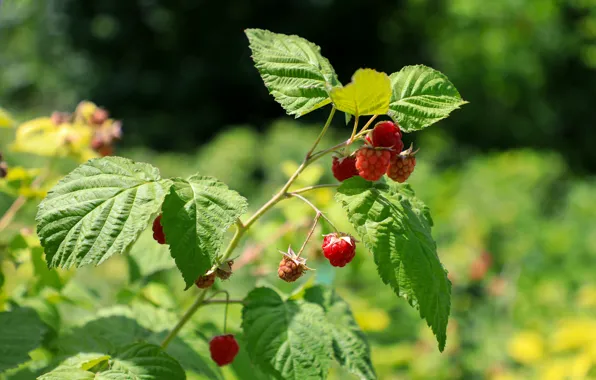 Wallpaper Raspberry, Raspberry, maymunjon for mobile and desktop ...