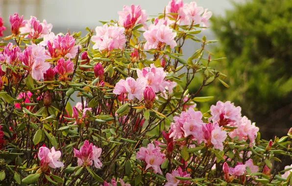 Wallpaper Flowering, shrub, Rhododendron for mobile and desktop ...