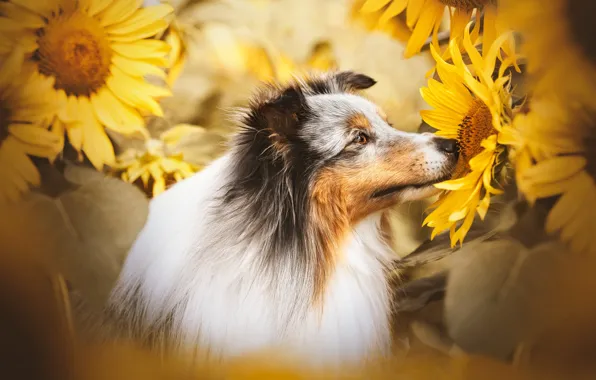 Download wallpaper sunflowers, dog, collie, section dog in resolution ...