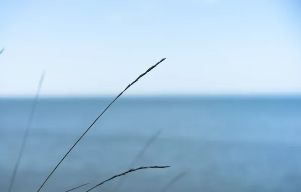 Wallpaper grass, river, a blade of grass for mobile and desktop ...