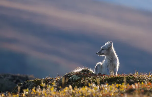 Download wallpaper grass, background, hill, Fox, section animals in ...