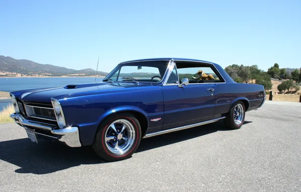 Wallpaper car, muscle, blue, pontiac, gto images for desktop, section ...