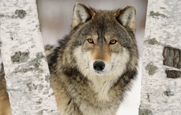 Wallpaper trees, wolf, Wolf images for desktop, section собаки - download