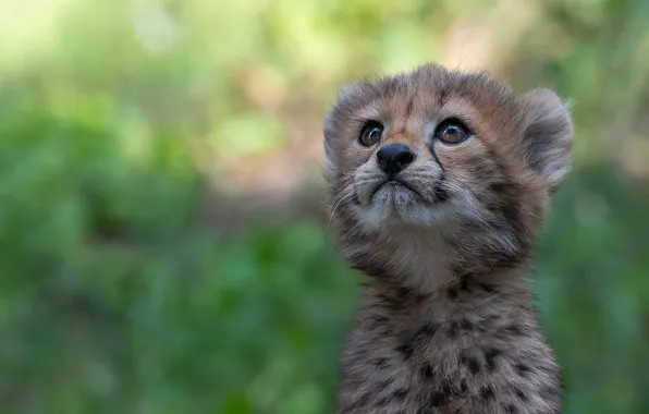 Wallpaper background, portrait, Cheetah, cub, face, looking up for ...