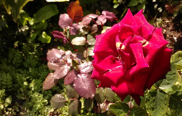 Download wallpaper flowers, mood, Roses, section flowers in resolution ...