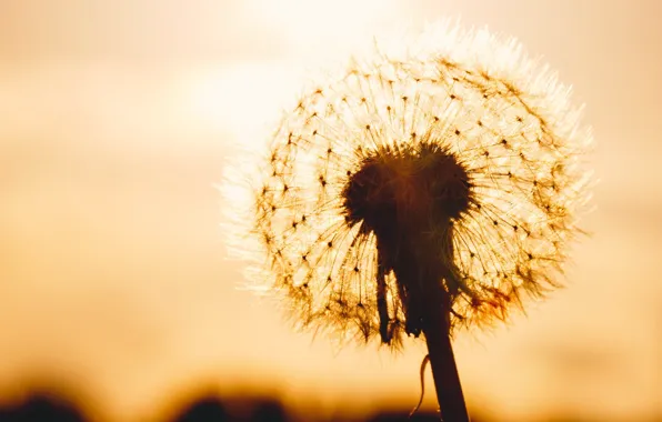 Wallpaper nature, Summer, Good bye for mobile and desktop, section ...