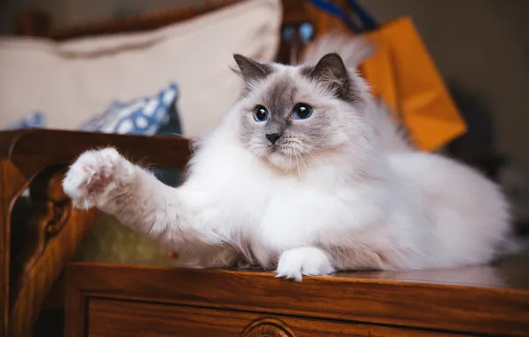 Download wallpaper cat, cat, look, pose, face, section cats in ...