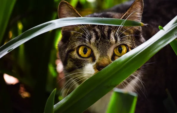 Wallpaper eyes, cat, look images for desktop, section кошки - download
