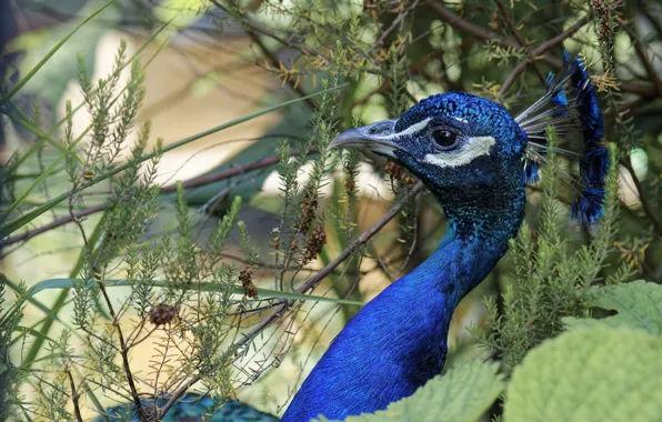 Wallpaper look, branches, bird, portrait, peacock, bokeh for mobile and ...