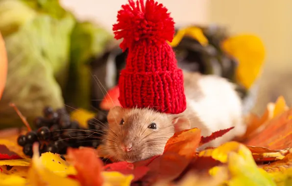 Wallpaper autumn, look, foliage, hat, portrait, little red riding hood ...