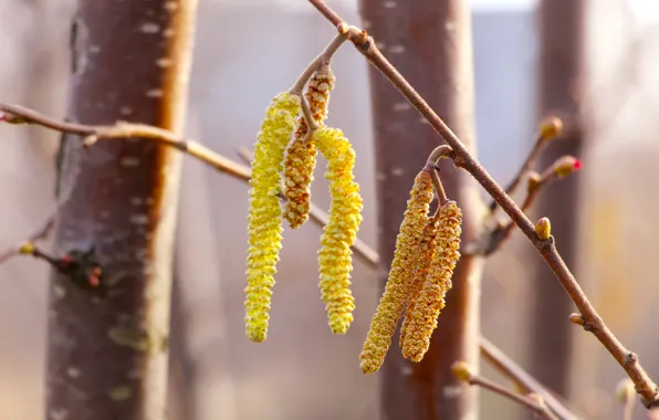 Wallpaper forest, tree, twig for mobile and desktop, section природа ...