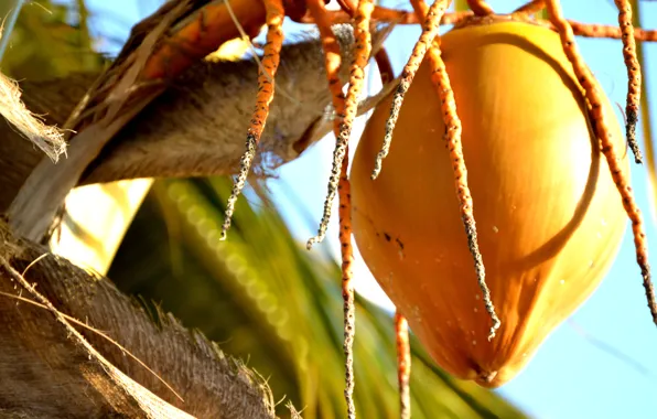 Download wallpaper Coco, Mexico, nature, section food in resolution ...