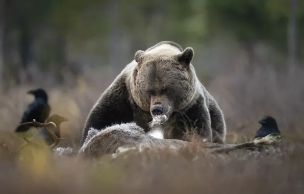 Wallpaper forest, grass, look, face, birds, pose, glade, predator for ...